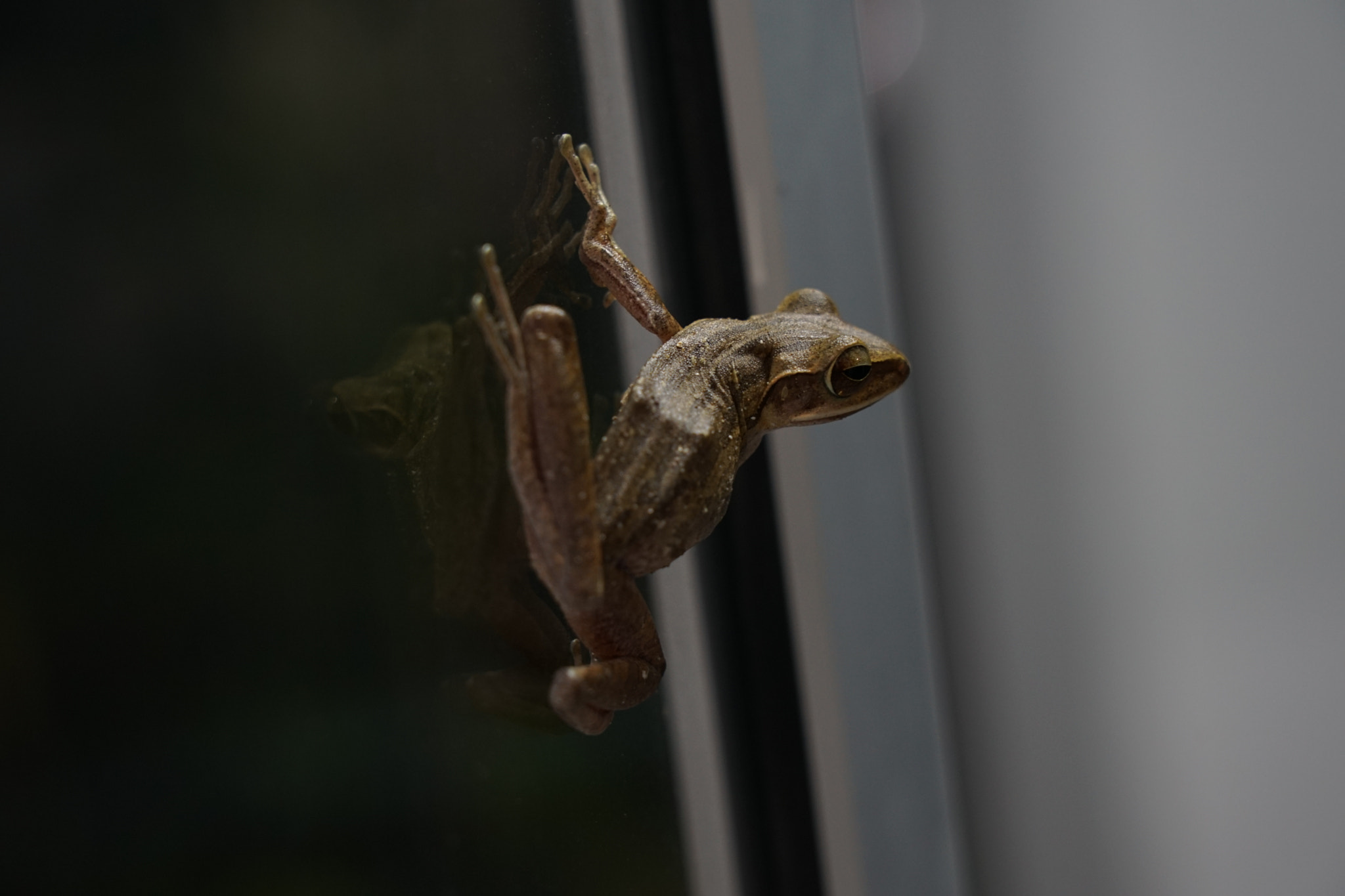 Frog in action by Gavin Gan / 500px