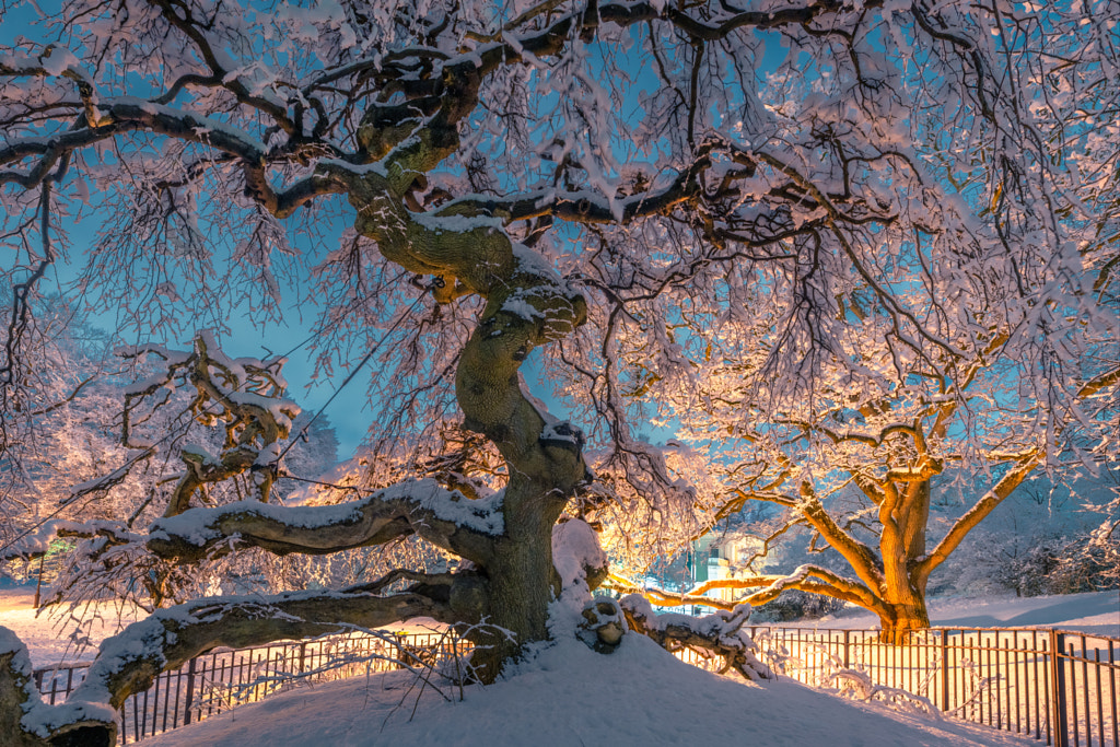 Rare is beautiful 木神 by kai sing fung / 500px
