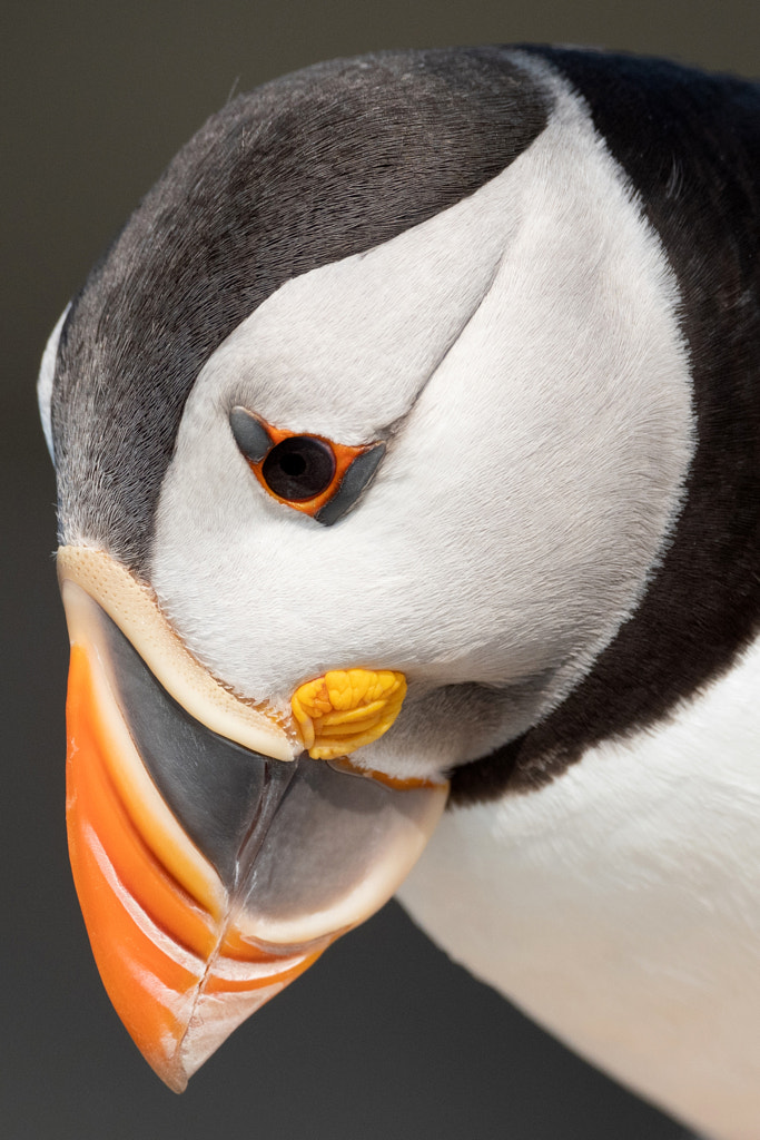 Puffin Portrait by Geoff Smith / 500px