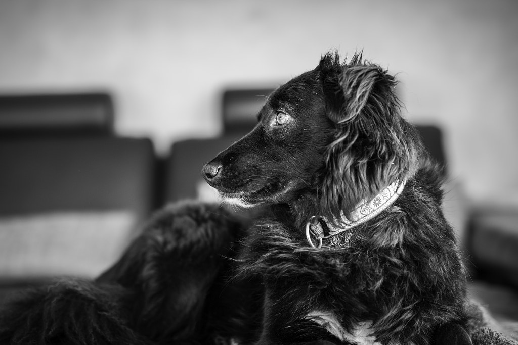 Lady the Dog by pitsfotos / 500px