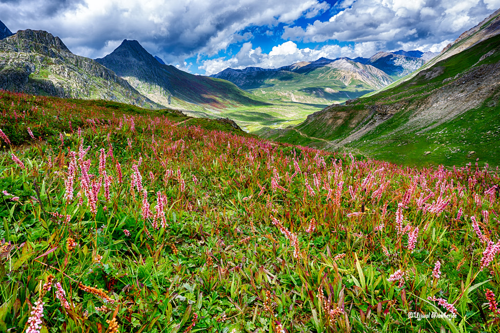 Valley of Flowers at Kashmir by Ujjwal Mukherjee / 500px