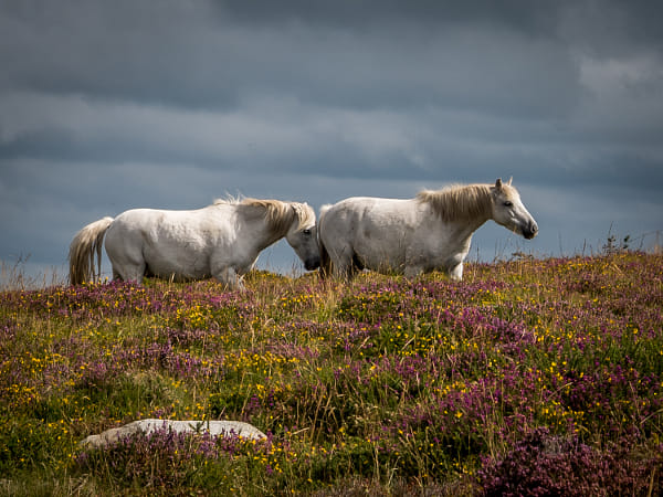 Dartmoor Ponies in the heather by Andrew Axford | 500px