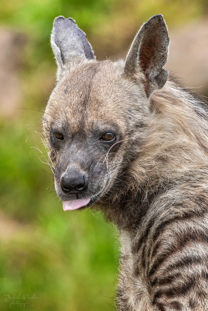 Arabian striped hyena (Hyaena hyaena sultana) by Jindřich Pavelka / 500px