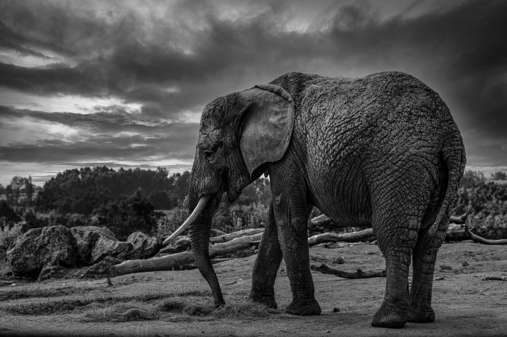 ELEPHANT PAS DE RIDES by jean perez / 500px