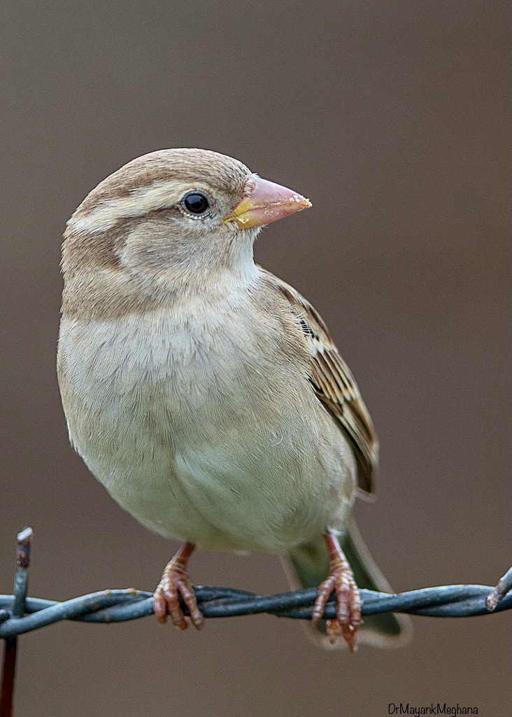 House sparrow by Dr Mayank Shah / 500px