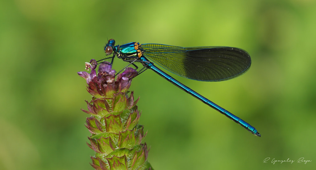 Delicate creature by Roberto González Rioja / 500px