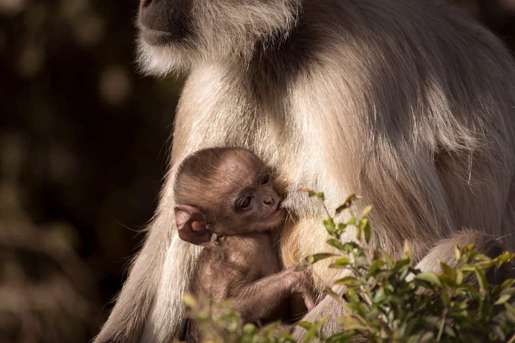 Infant Monkey by Ayush Karanwal / 500px