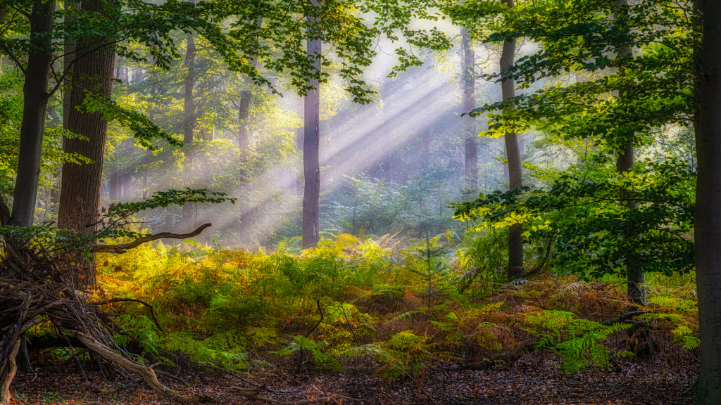 enchanted forest by Michael Weidemann / 500px