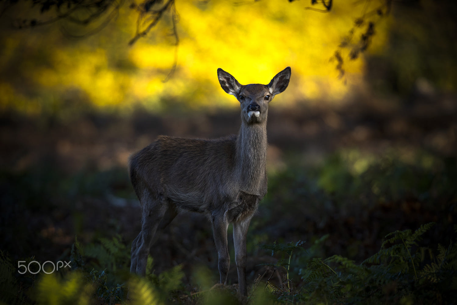 red deer calf by Stephen Hall / 500px