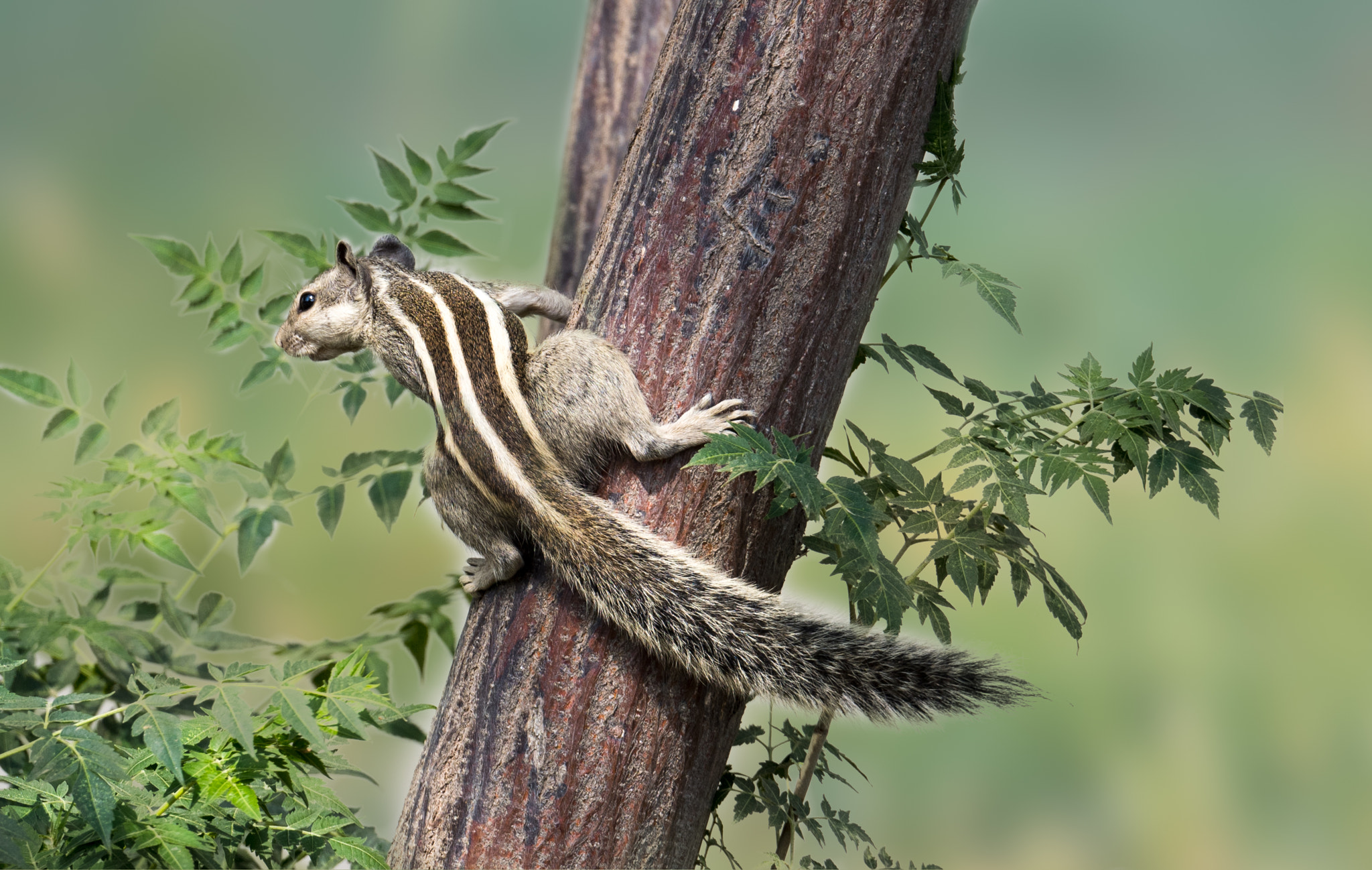 Gulahree by alimirpur / 500px