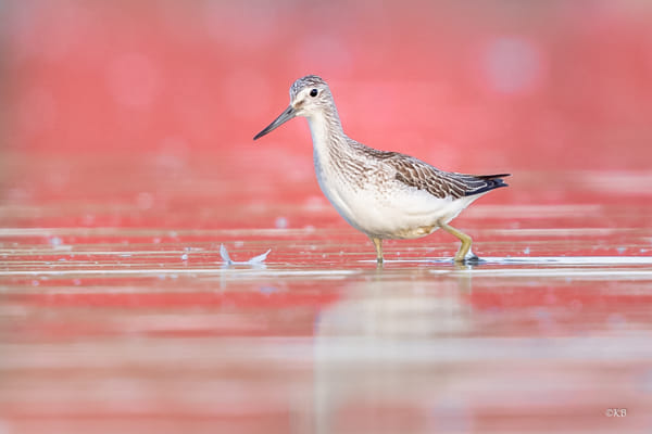 Elegant Sandpiper Bird Wading in Shallow Red Water | nature photo by ...