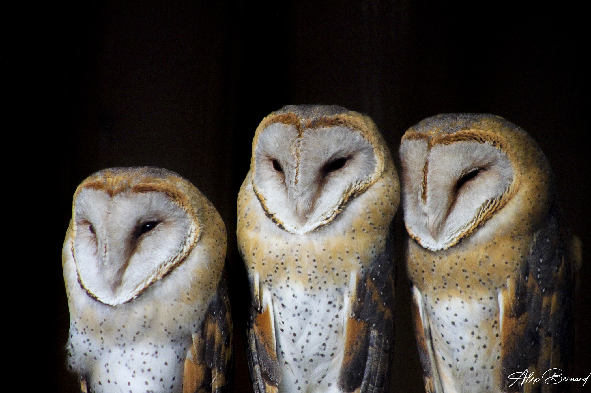 Three Barn Owls Perched Together in Darkness | nature photo by Alex ...