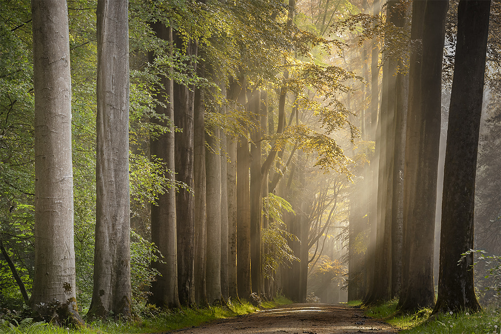 Memory lane by Tom Chesterman / 500px