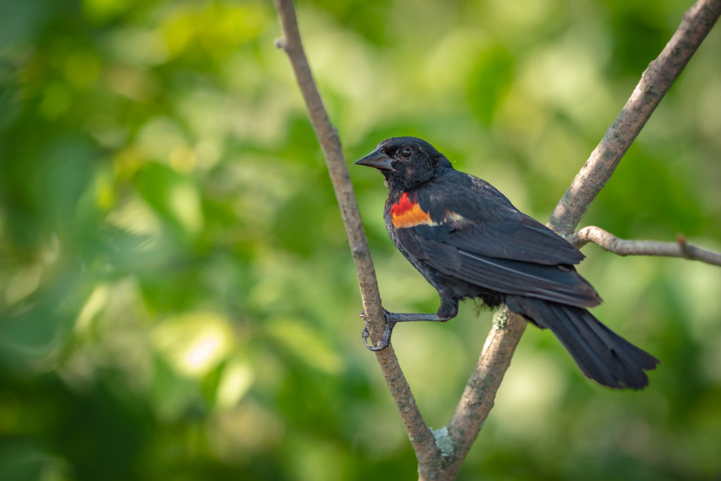 carouge à épaulettes by Mathieu Archambault / 500px