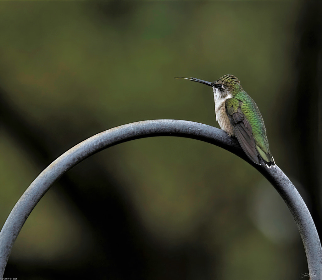Perched Collection 1; Hummingbird by Curt Murphy / 500px