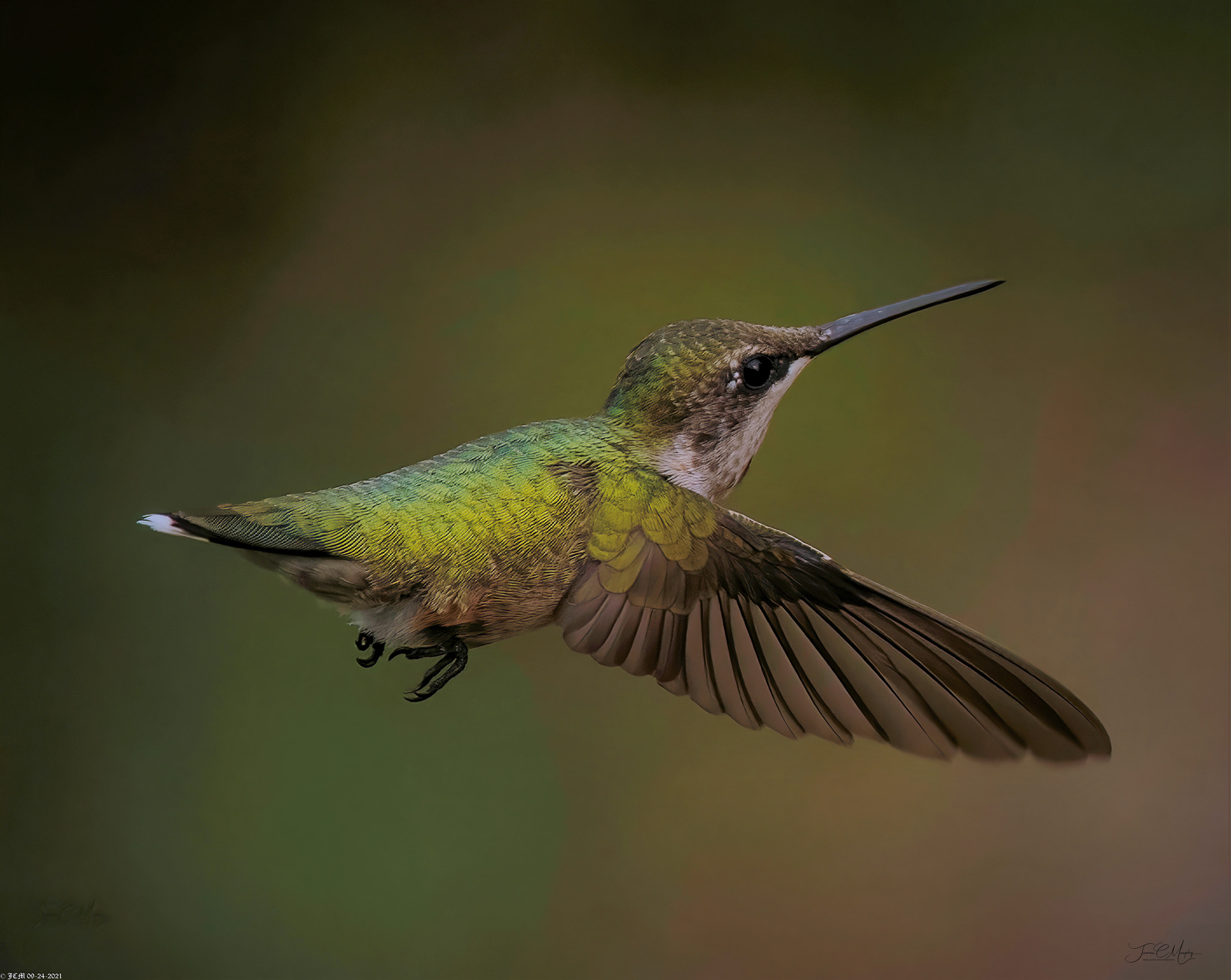 Beauty of Flight Collection 1; Hummingbird by Curt Murphy / 500px