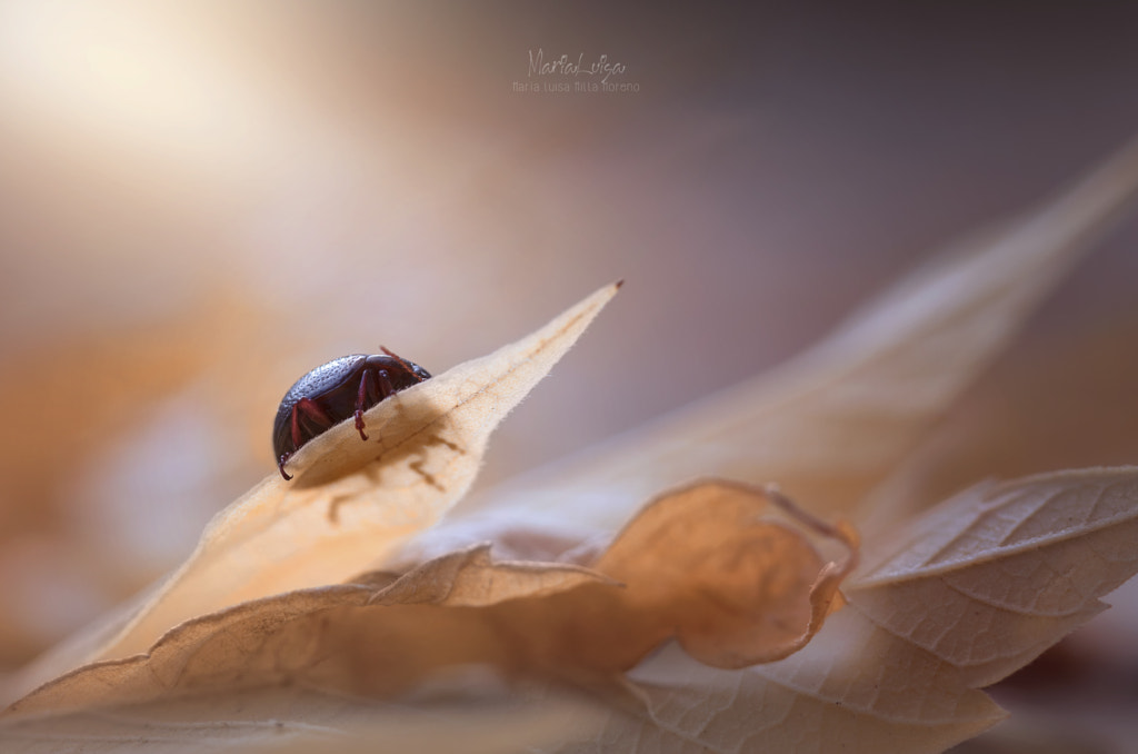 Play hide and seek? by Maria Luisa Milla / 500px