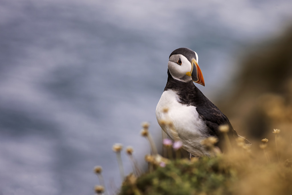 Atlantic Puffin by Peter Krocka / 500px