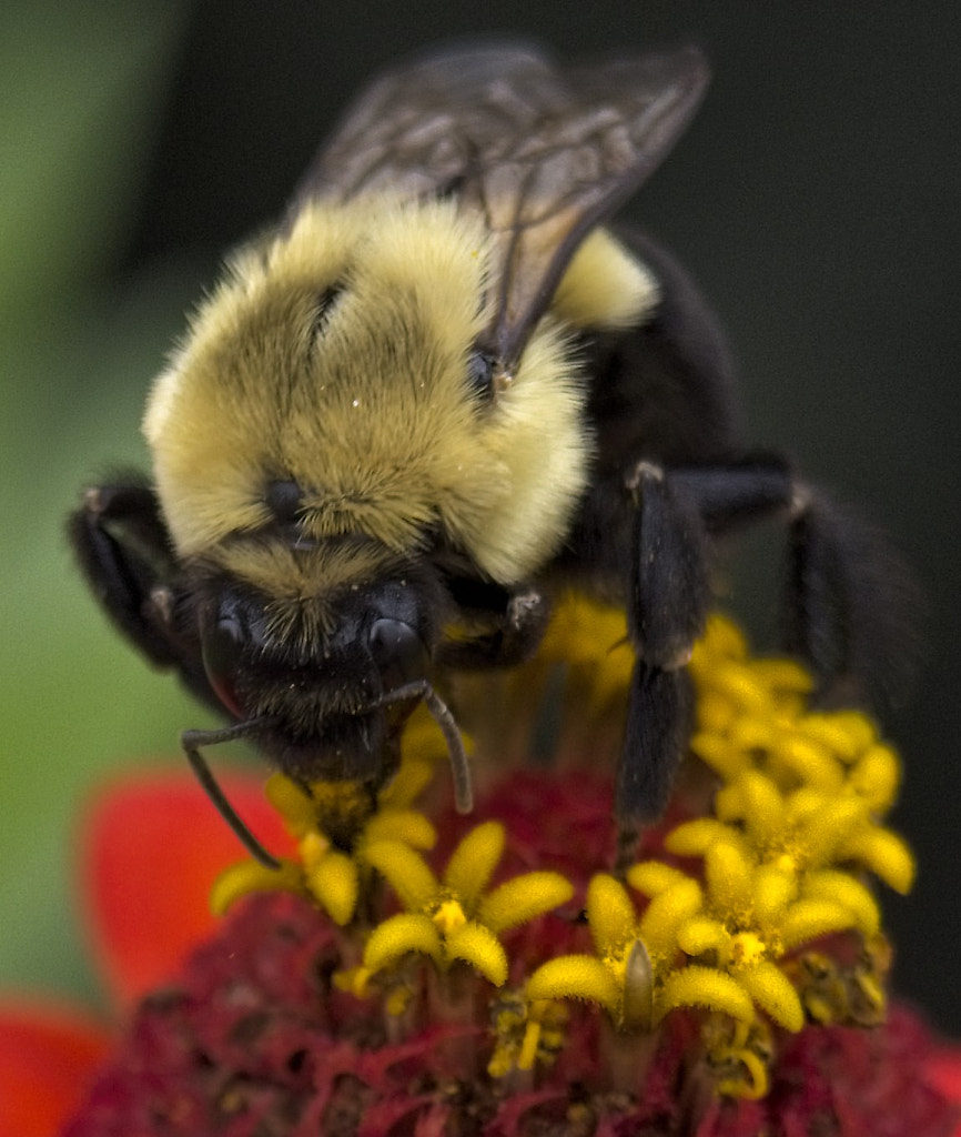 Bee by John DeLuca / 500px