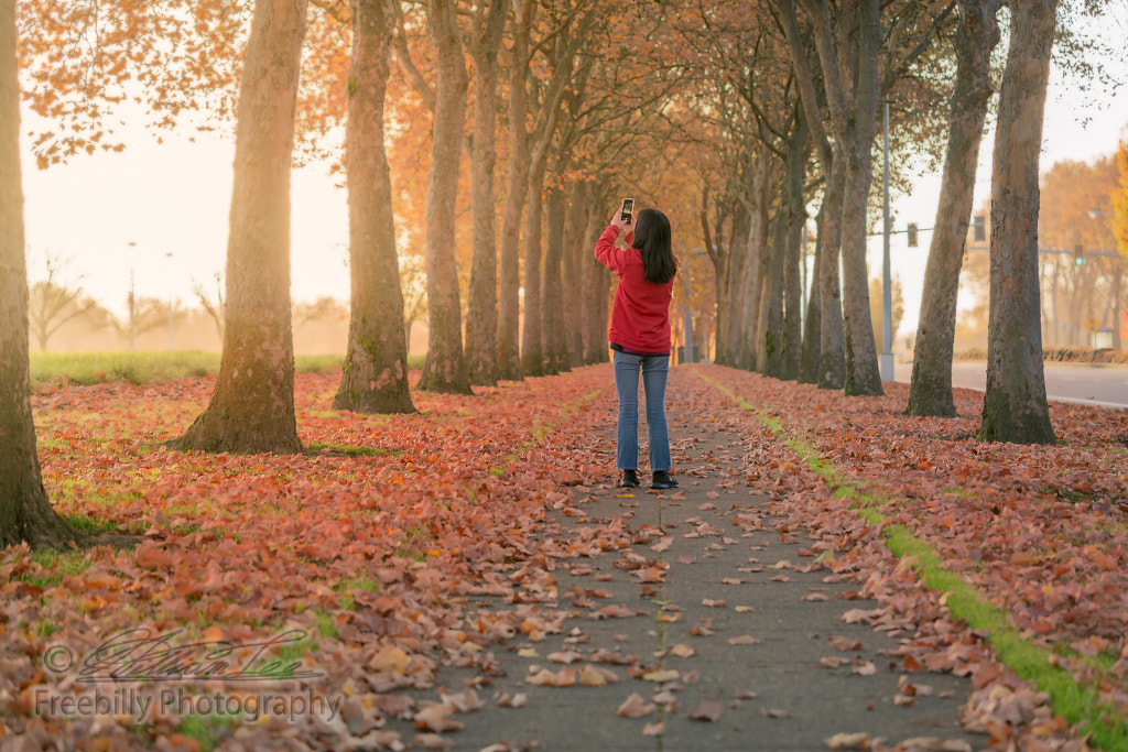 Teen girl taking photos of beautiful autumn trees with smartphone by ...