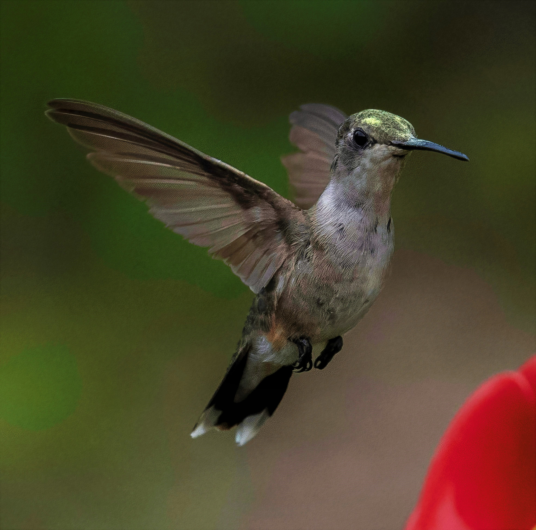 The Beauty of Flight 8; Hummingbird Sept. 2021 by Curt Murphy / 500px