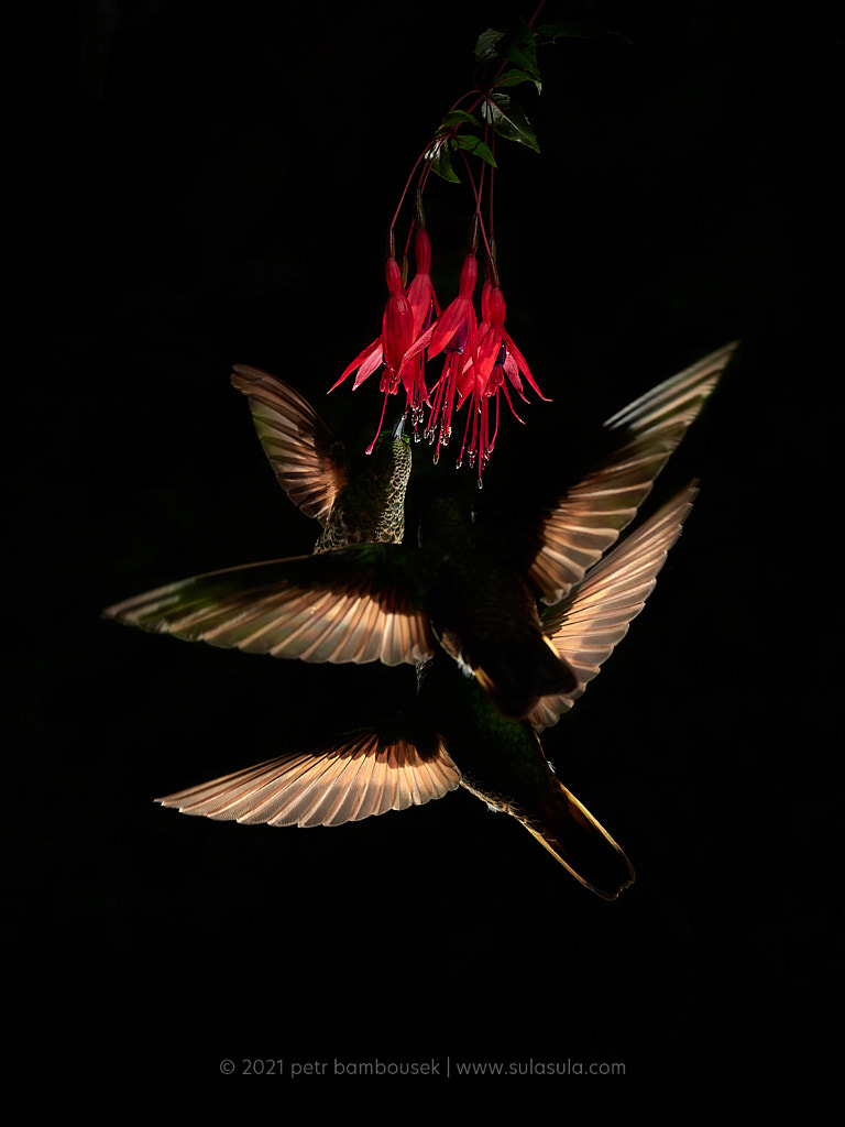 Ecuador | Hummingbirds by Petr Bambousek / 500px