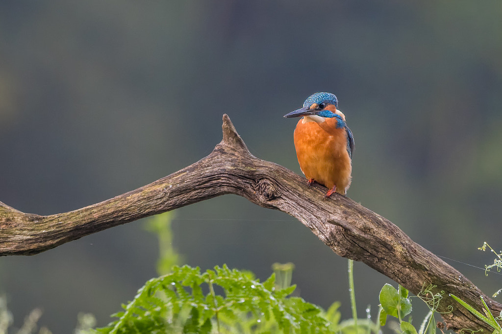 Kingfisher ( Alcedo attis) by Ruud Broersma / 500px