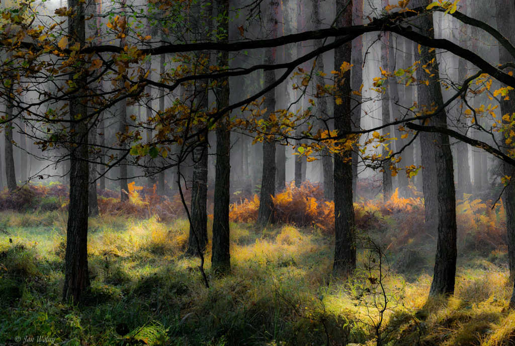In a fairy-tale autumn forest - I by Jan Wolny / 500px