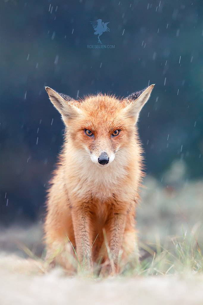 Grumpy Fox is Grumpy by Roeselien Raimond / 500px