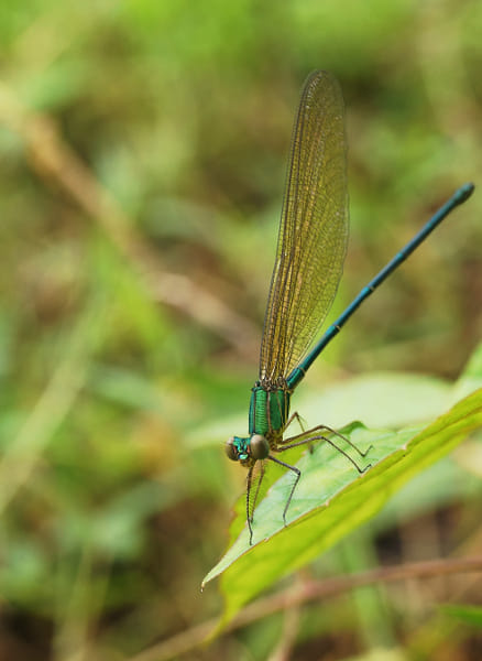 Delicate by Ajay Jawade | 500px
