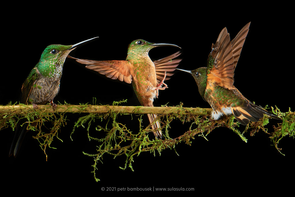 Hummingbirds | Ecuador by Petr Bambousek / 500px