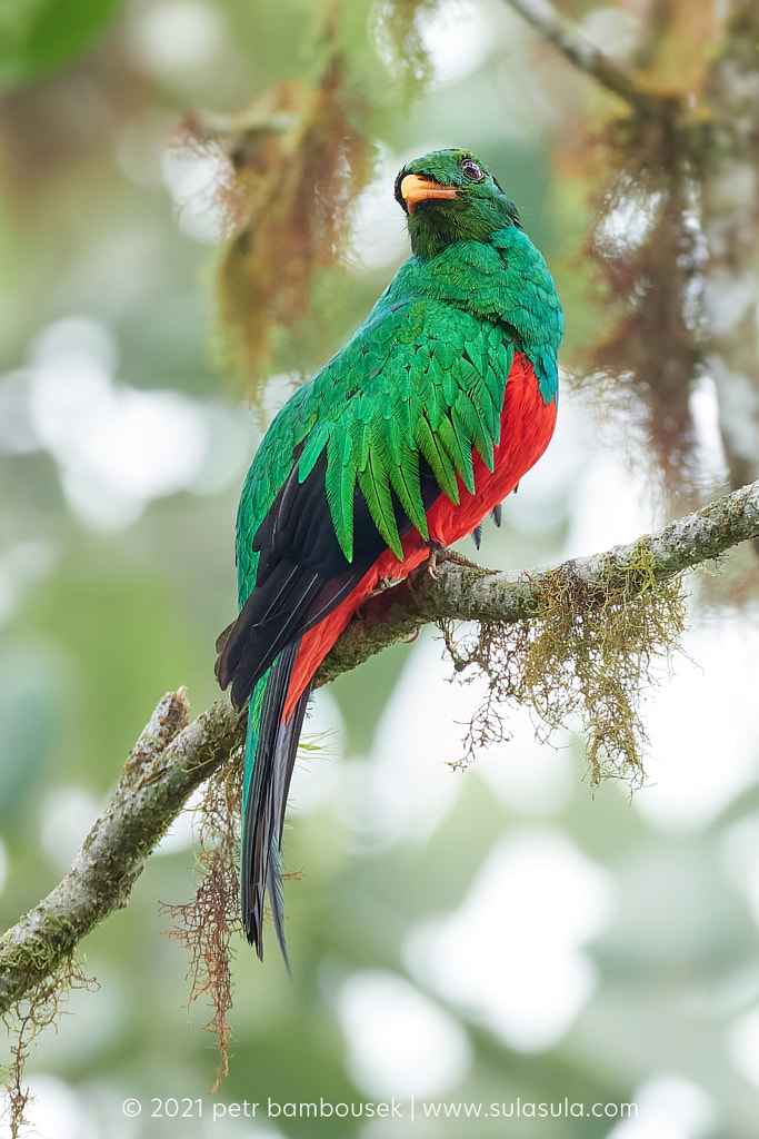 Golden-headed Quetzal | Ecuador by Petr Bambousek / 500px