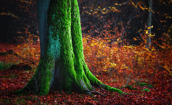 Eastern Mongolian Beauty By Gan Ulzii Photography 500px