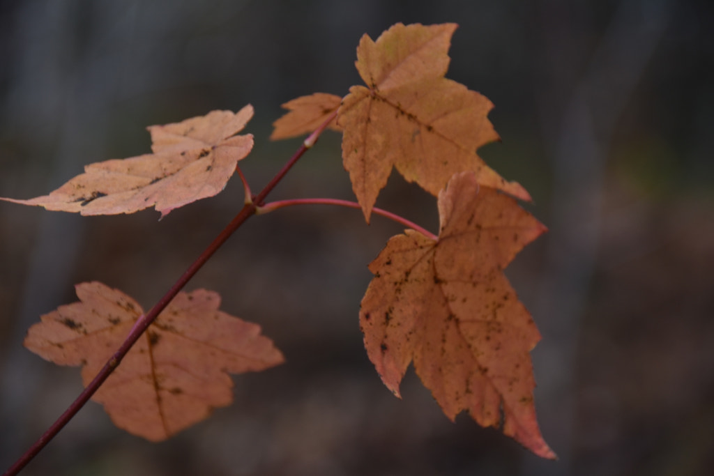 Rust on Maple by Patrick Smith / 500px