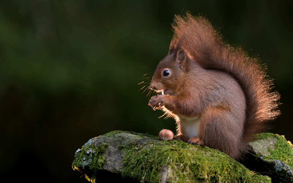 Back lit red squirrel by Seamus Breen / 500px