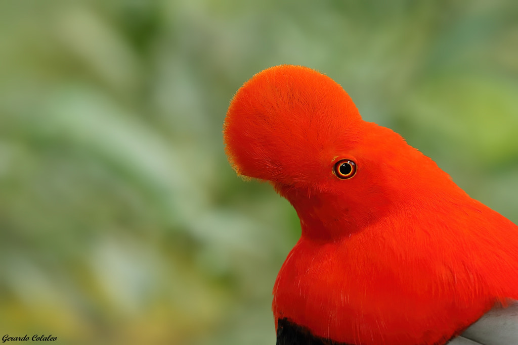 Rupicola peruviana - Colombia by Gerardo Colaleo / 500px