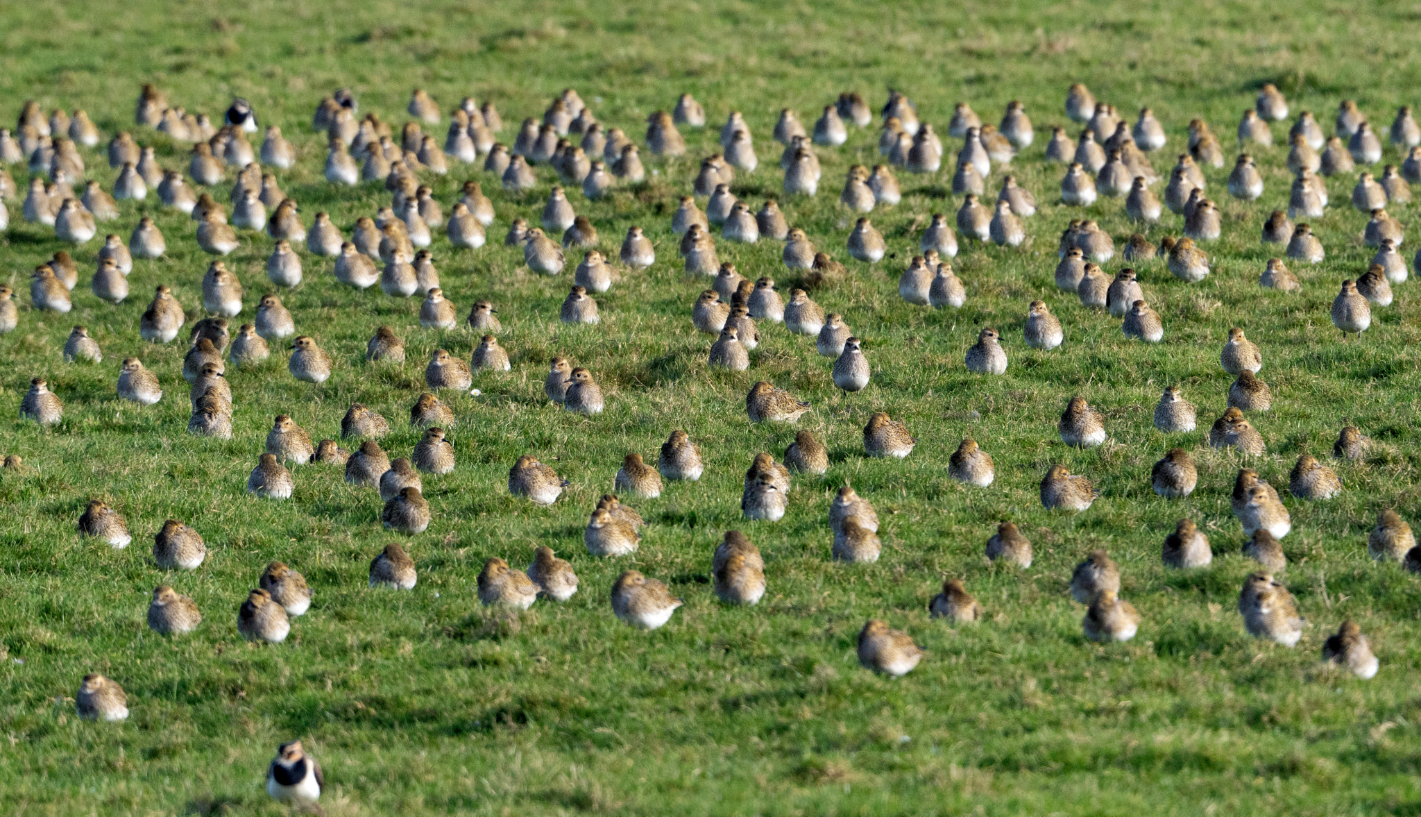 Bird migration, Golden plovers by hennie dekker / 500px