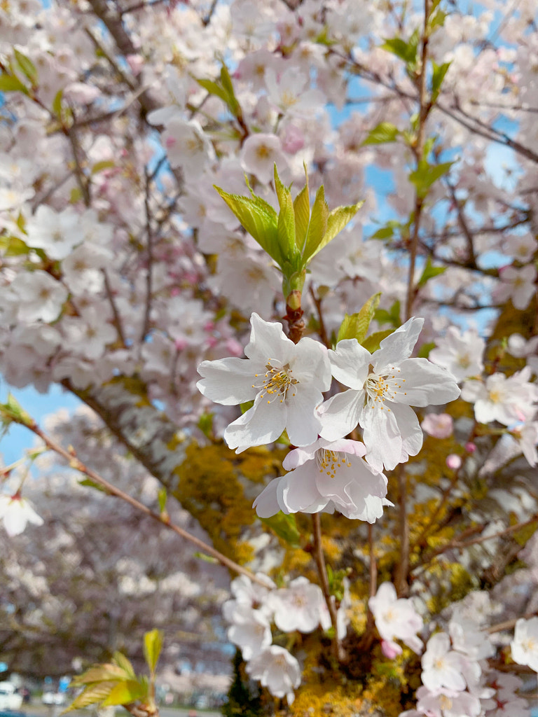 Cherry Blossom by Summer Zhang / 500px