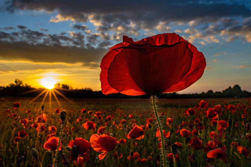 Poppy of 2021 by Michael Voss / 500px