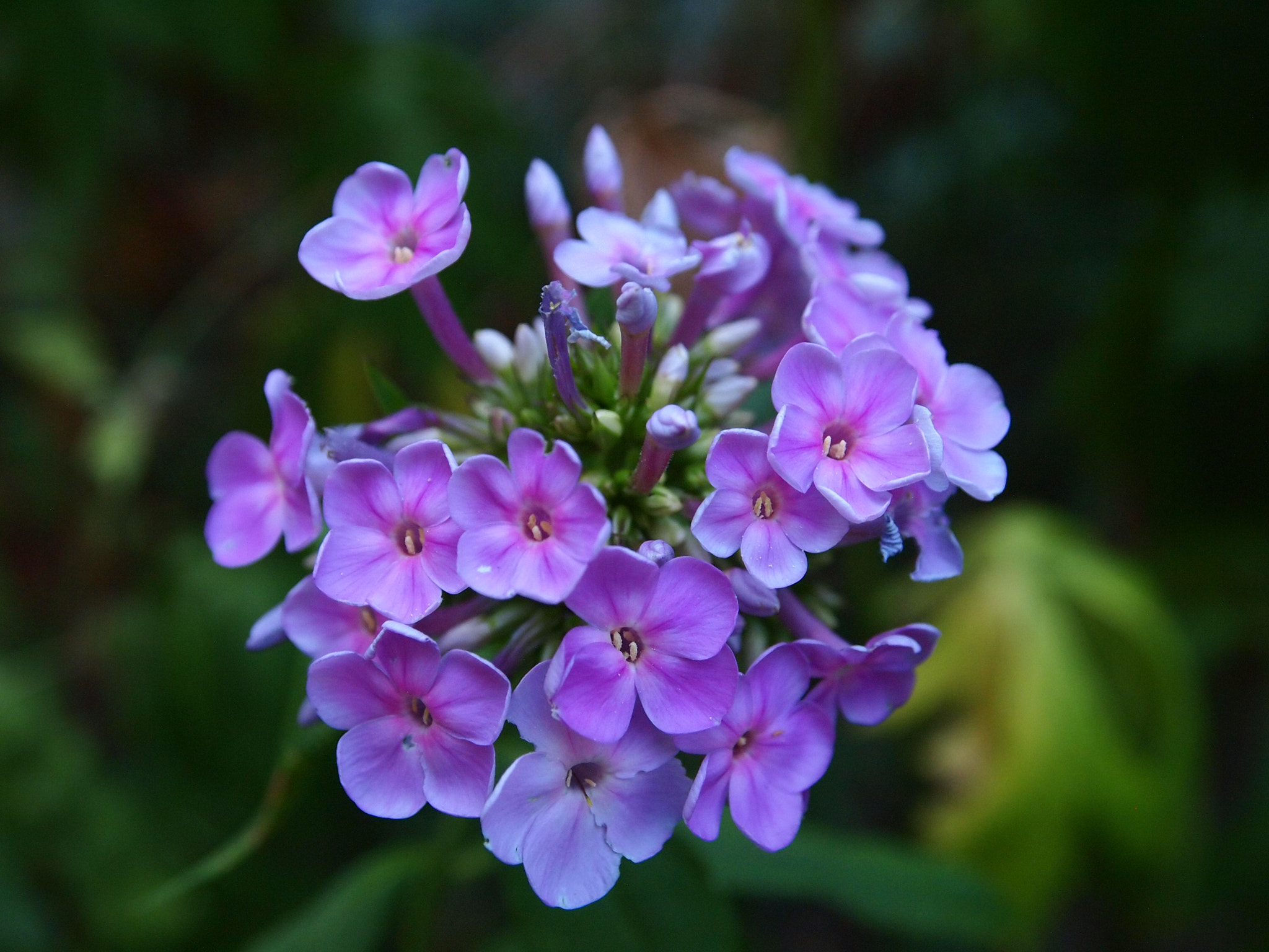 Dainty Flowers by Alex Lau / 500px