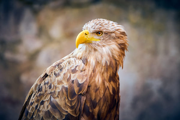 Etienne Ruff (etienneruff) Profile / 500px