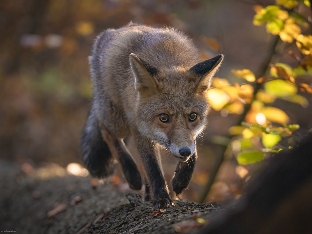creeping fox by Stefan Wachter / 500px
