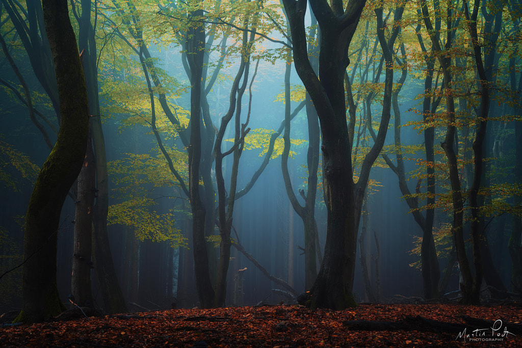 Deep down in the forest by Martin Podt / 500px