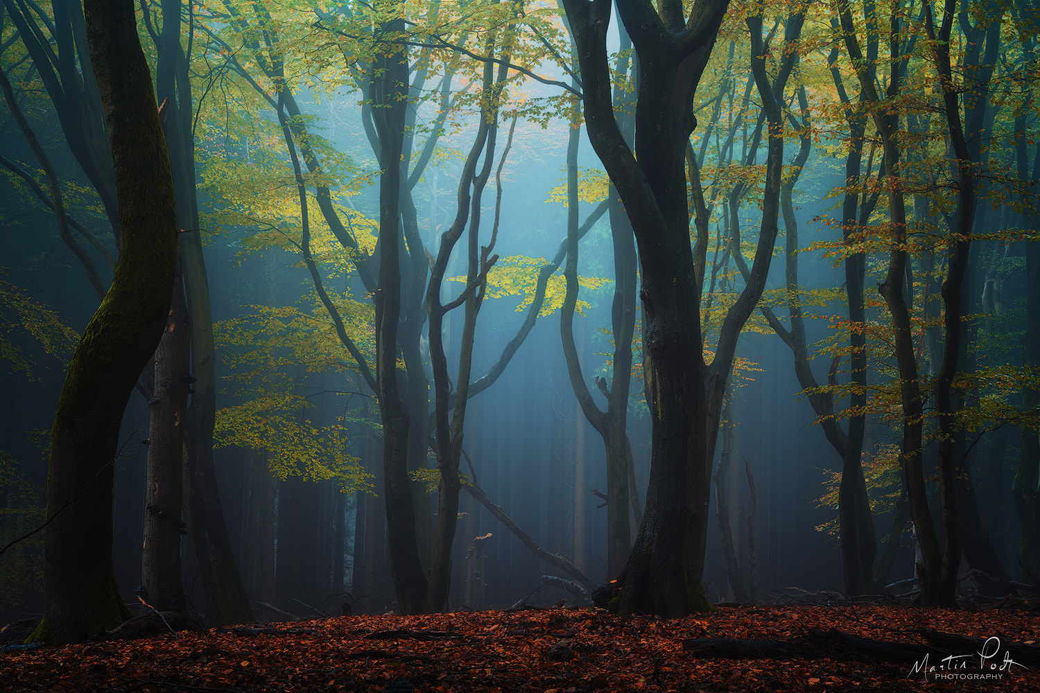 Deep down in the forest by Martin Podt / 500px