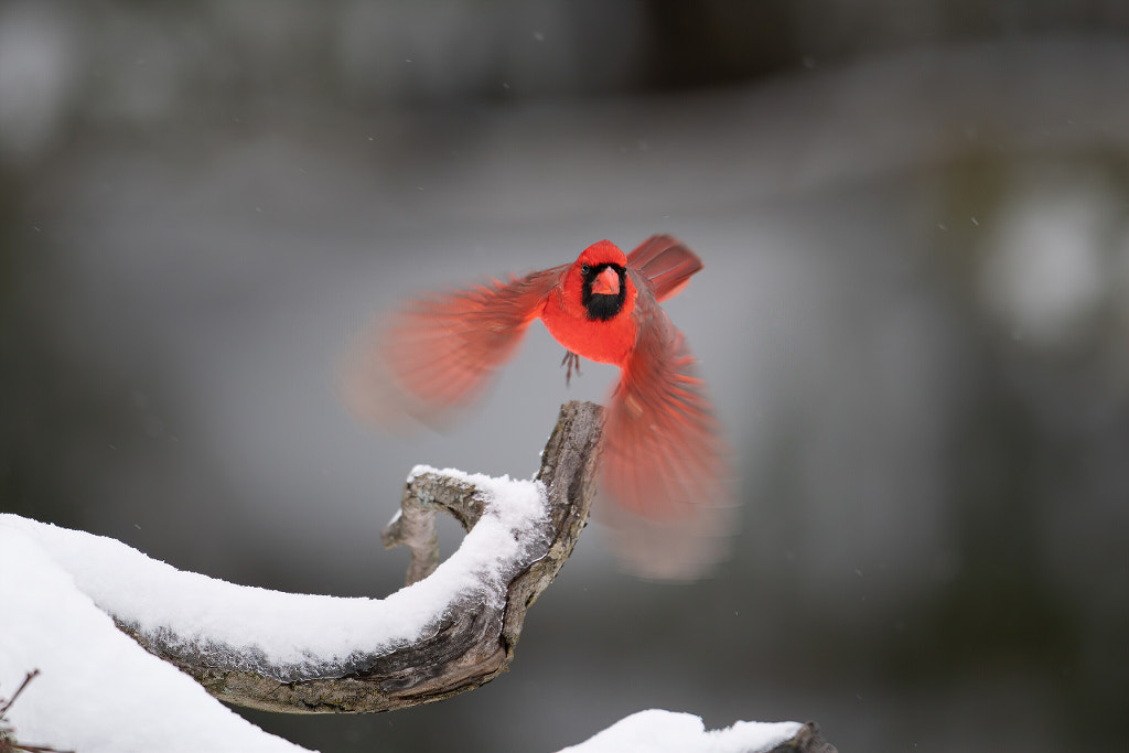 A Male Cardinal In Flight by John S / 500px