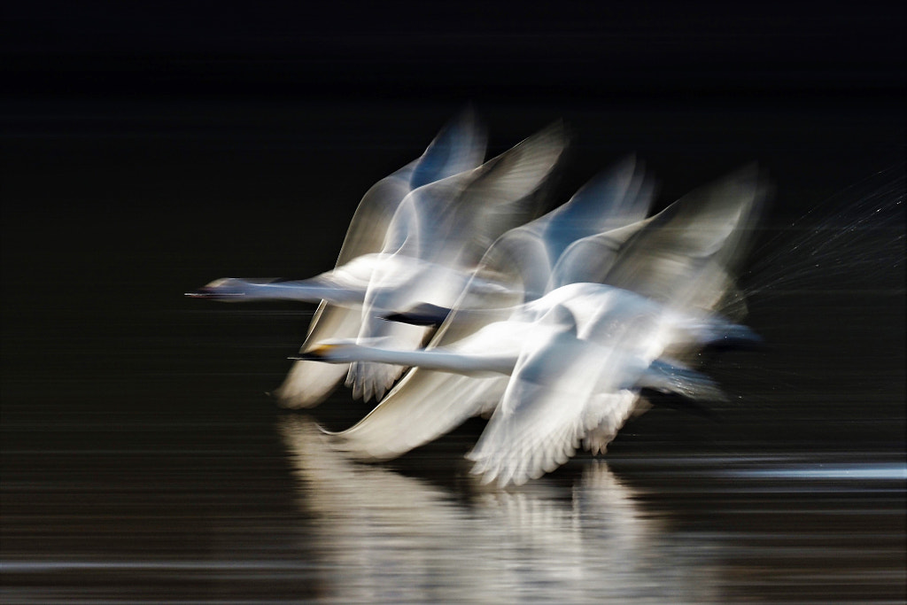 swans by shoji uno / 500px