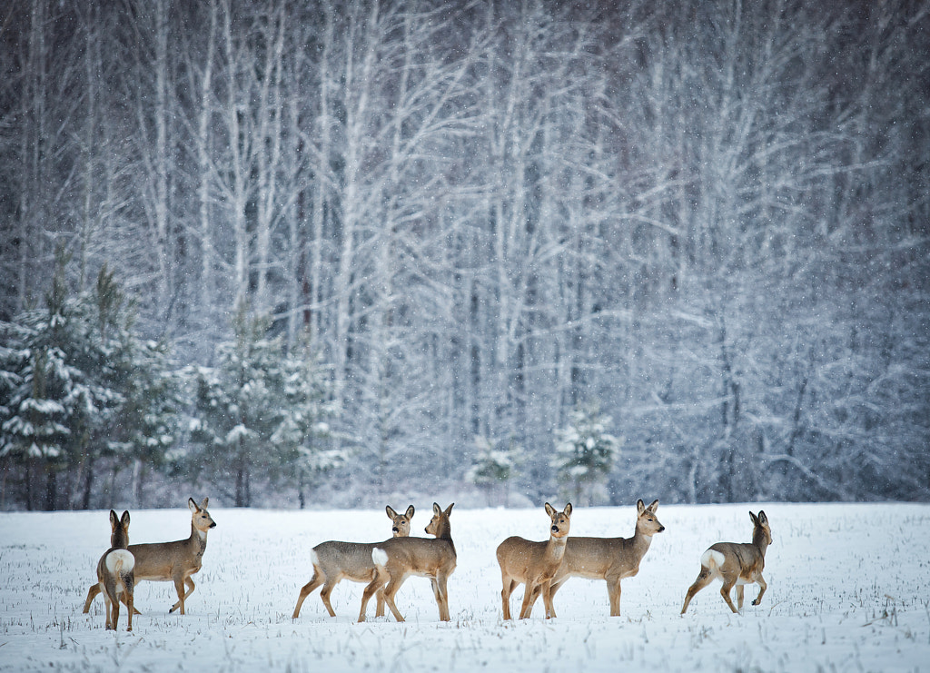 Ural roe deer by Andrey Hitaylenko / 500px