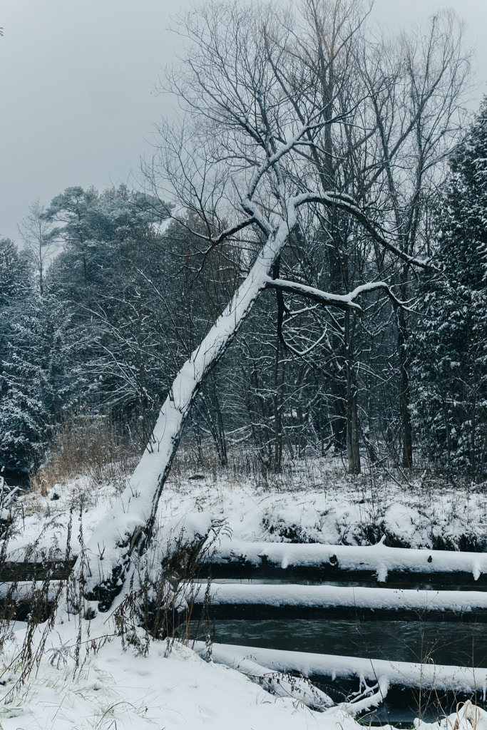 Trunk by Kevin Gilbert / 500px