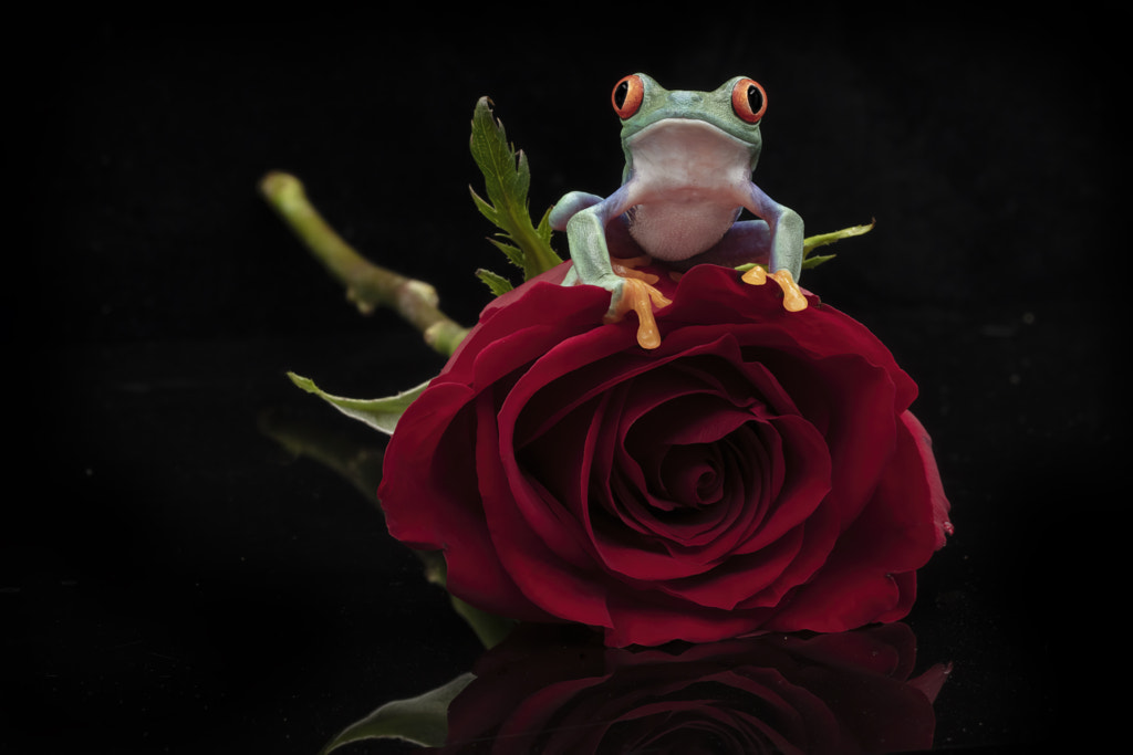 The Red Eyed Tree Frog and the Red Rose by Linda D Lester / 500px