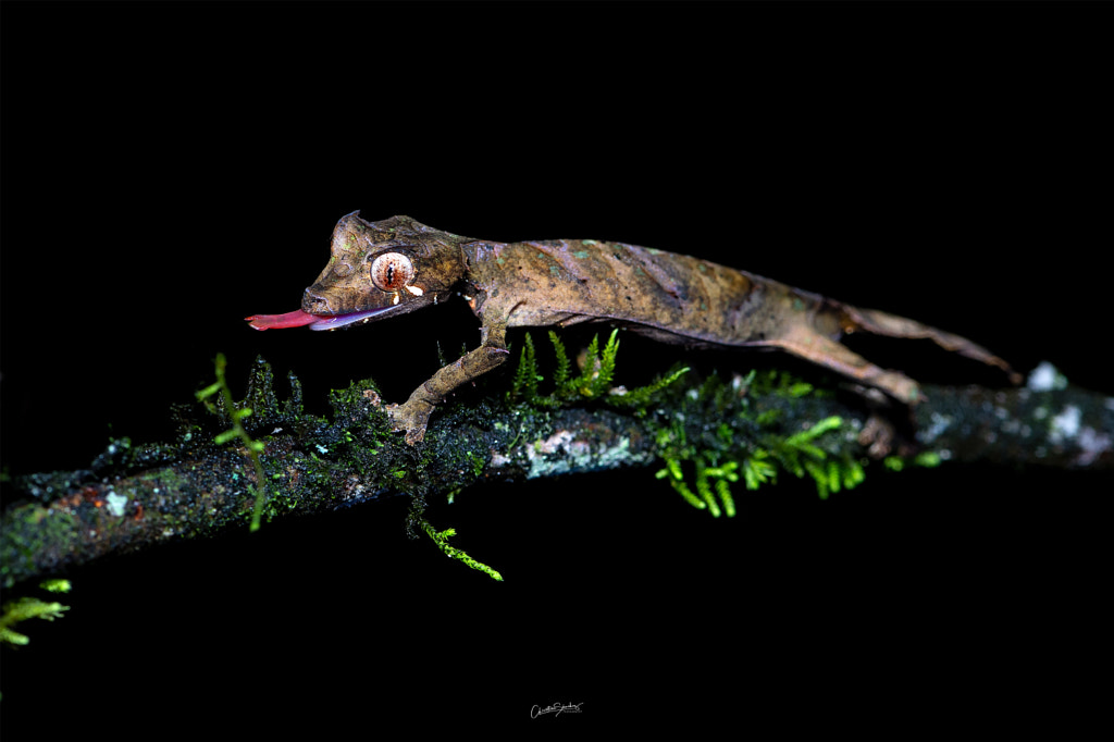 Satanic leaf-tailed gecko by Christian Sanchez / 500px